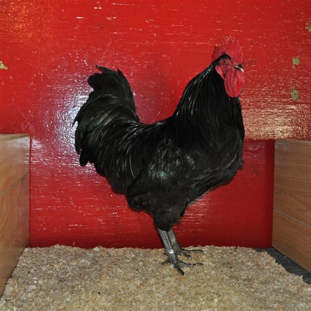 Java breeders: April 2011