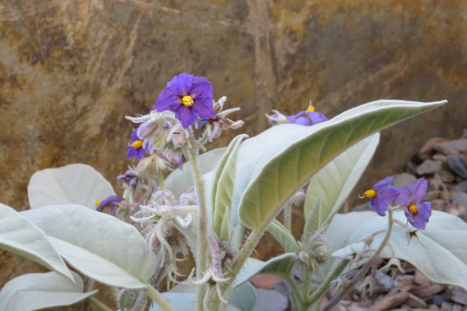 A wild and toxic tomato