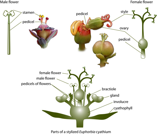Flower Tales: Cyathium, the astounding performer