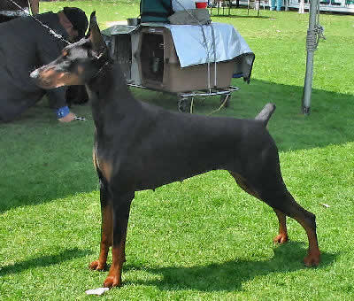 Animals Plannet: Doberman dogs pictures