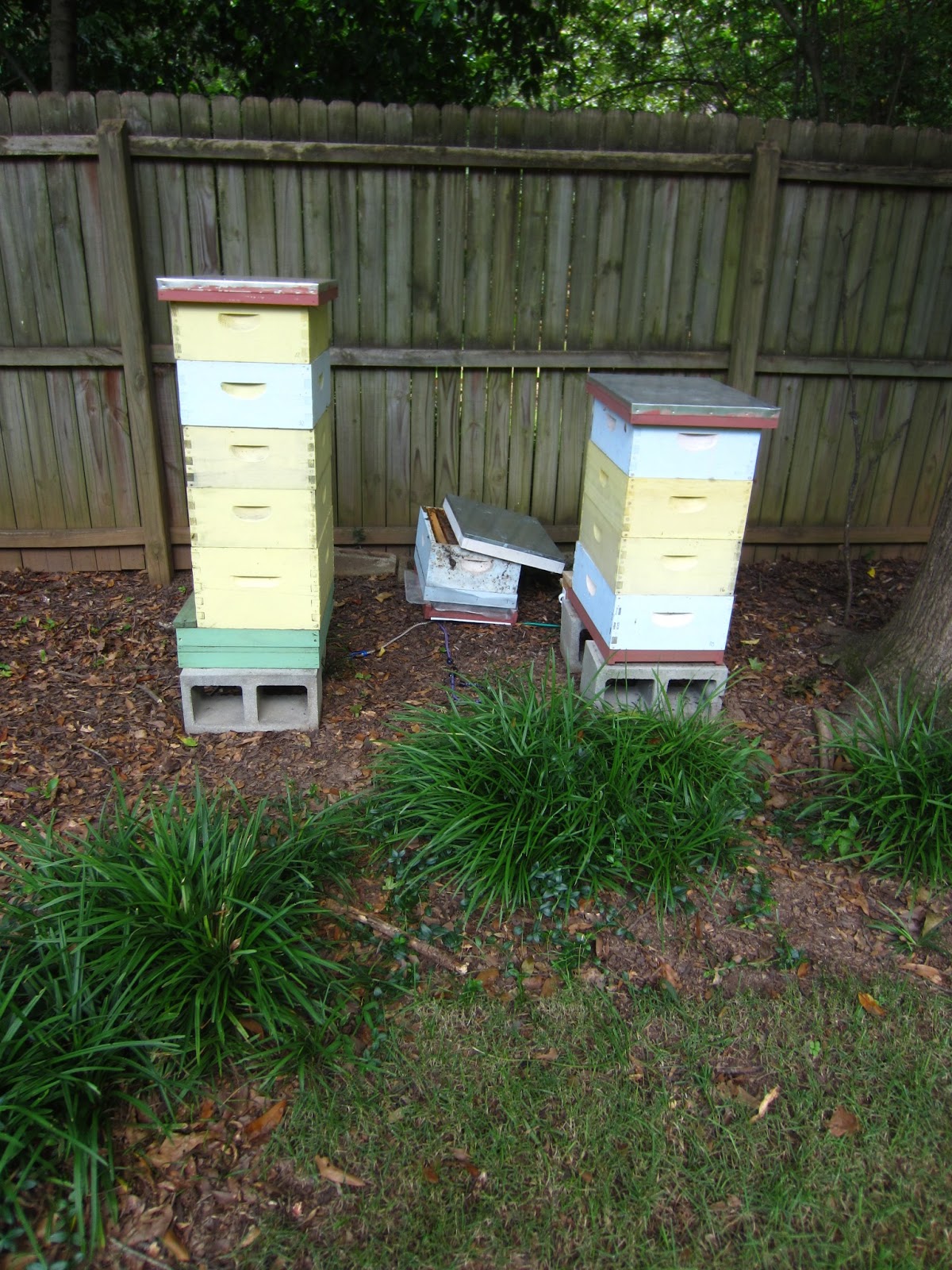 Linda's Bees: Follow Up on the Bee Move