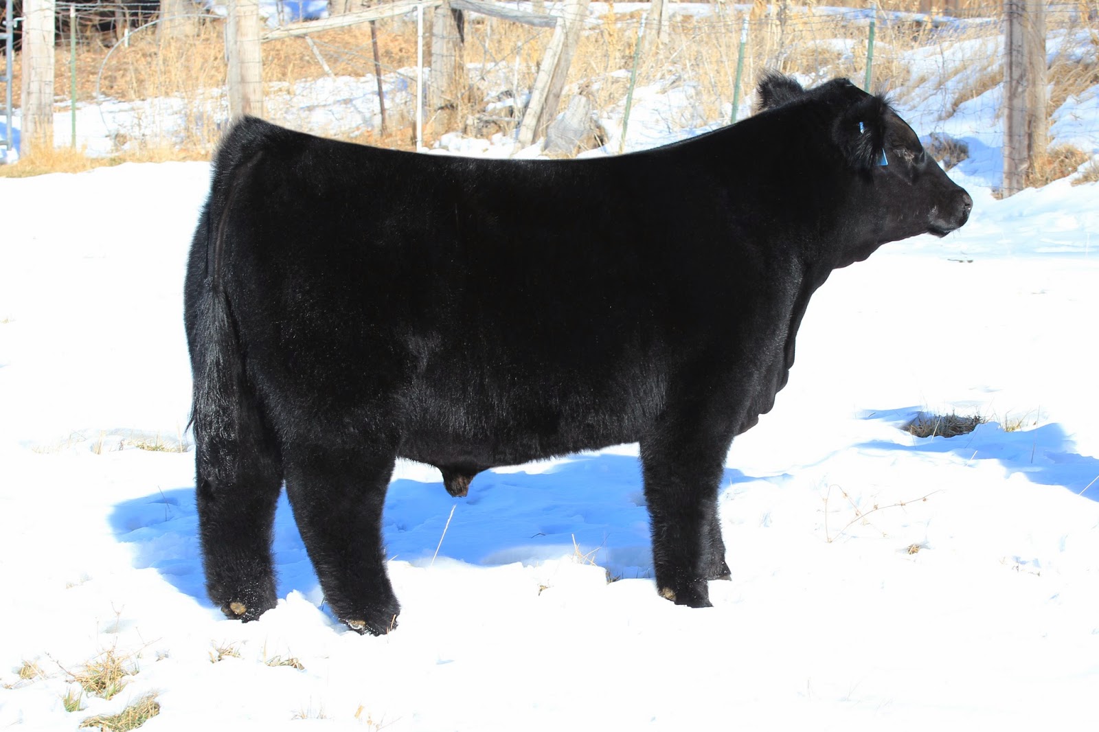 Bushman Cattle Company: Monopoly Money Bull Prospect