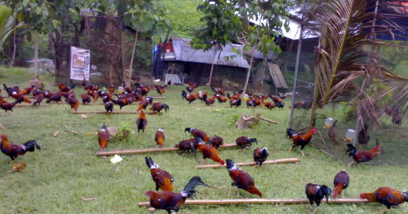 Gamefowl 101 - Everything You Want To Know About Gamefowls: Breeding ...