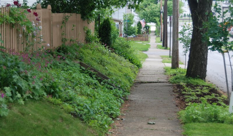 Wife, Mother, Gardener: Designing a Curb Strip Planting in Lieu of Lawn