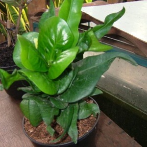 Tanaman Puring (Codiaeum variegatum) - Ganesha Flora Bali