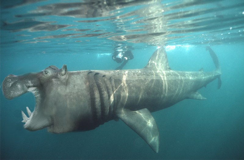 Photoshop animal hybrid