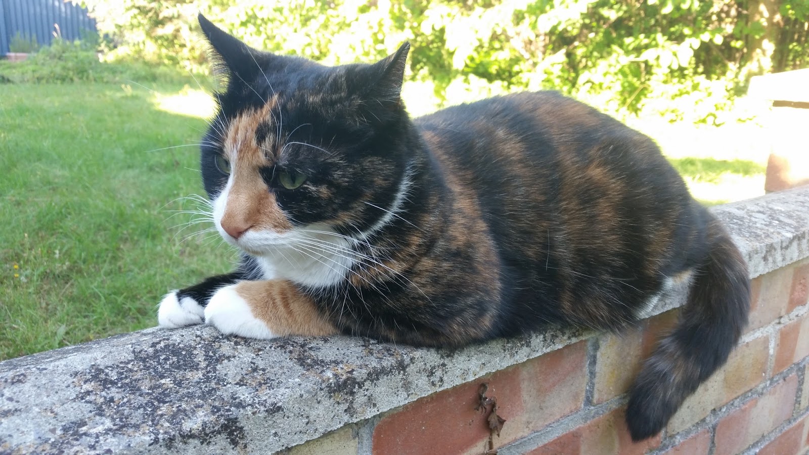 Iain Roberts' Blog: Cute Cat Friday 2016-08-12: Joni