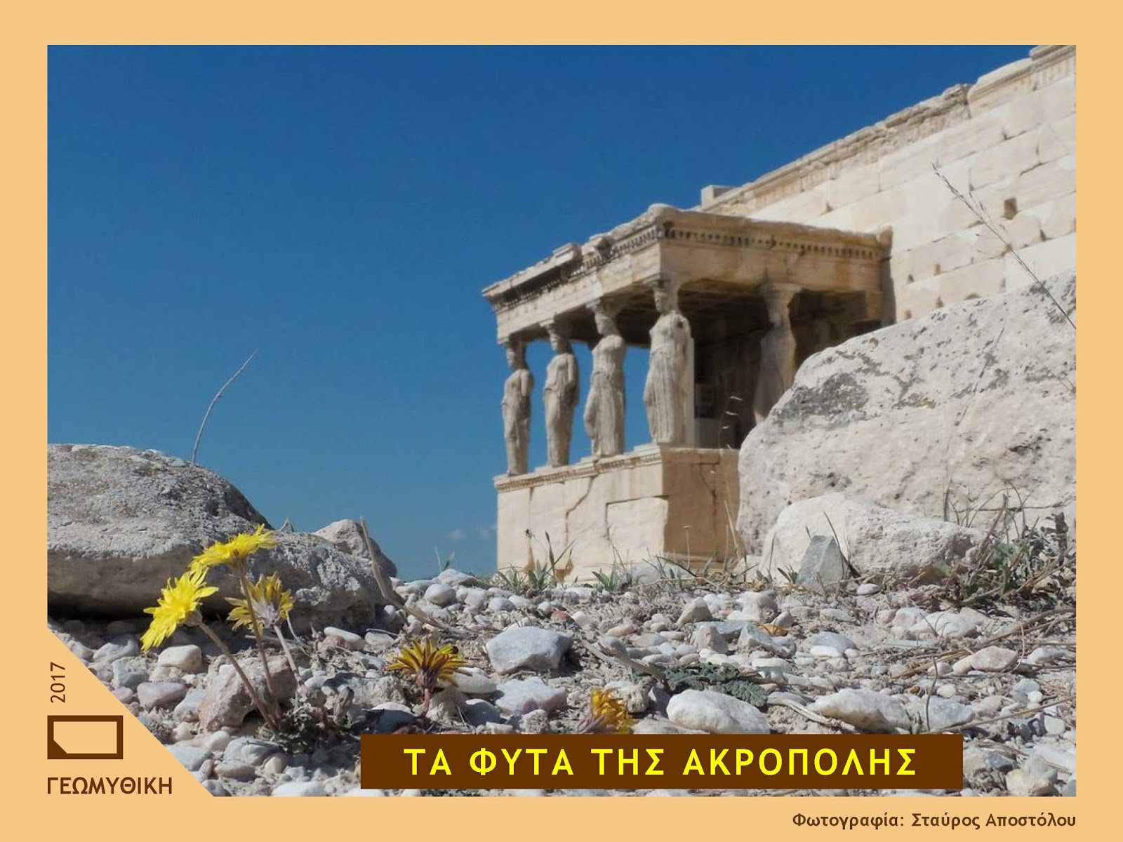 Τα φυτά της Ακρόπολης // Βοτανική περιήγηση στον ιερό βράχο.