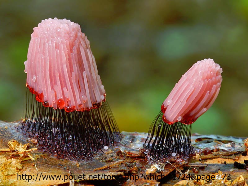 Bizarre Creature of the Day: Creature 139: Stemonitis fusca