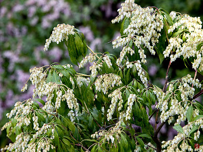FROM THE GARDEN OF ZEN: Asebi (Pieris japonica) flowers in Engaku-ji