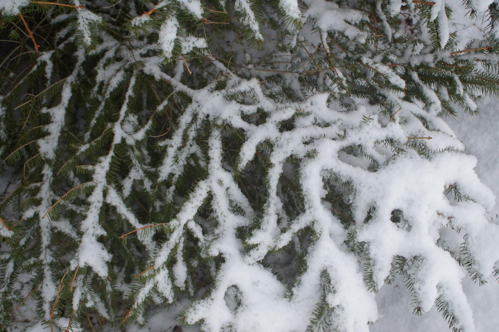 Snow free pictures for commercial use, 5 public domain images