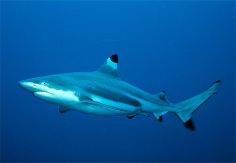Scientistsare excited about finding hybrid sharks off the coast of ...