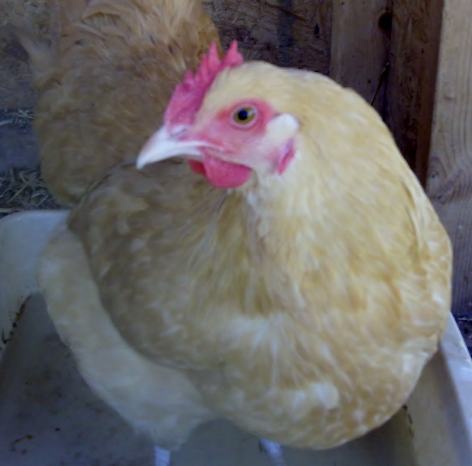 East Valley Life: 112 Degrees in the Shade