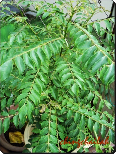 Simple Living In Nancy: Growing Curry Leaves In My Herbal Garden & Its ...