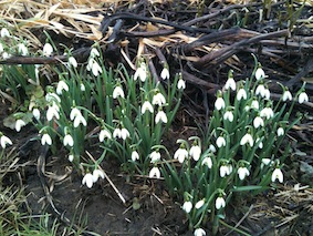 The Snowdrop Story | Creative STAR Learning | I'm a teacher, get me ...