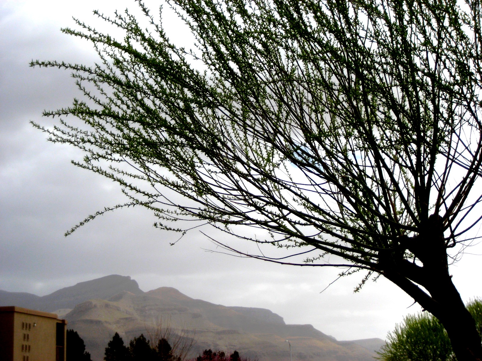 Living Rootless: Alamogordo: Spring