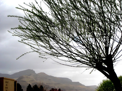 Living Rootless: March 2013