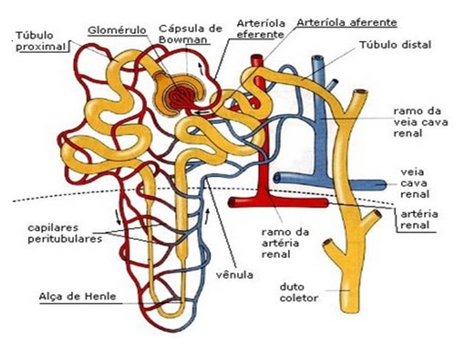 anatomi " Dian Husada ": Anatomi Internal Ginjal