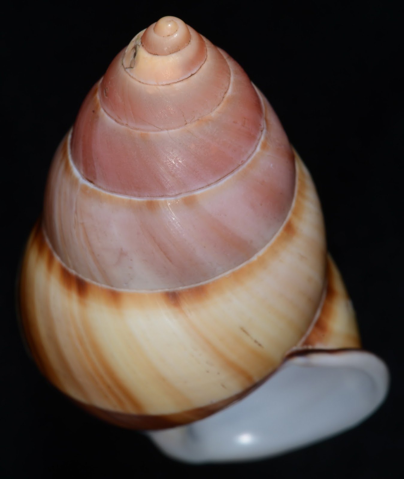 Dr. Lee's Gallery Museum: Amphidromus inversus annamiticus 51.78mm ...