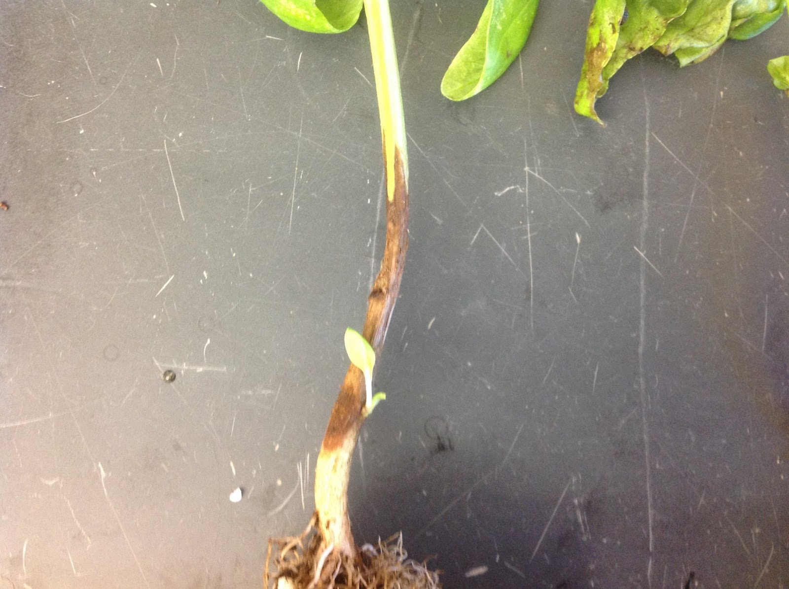 NMSU Plant Clinic: Sclerotinia Stem Rot