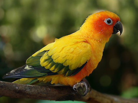 Sun Parakeet | The Life of Animals