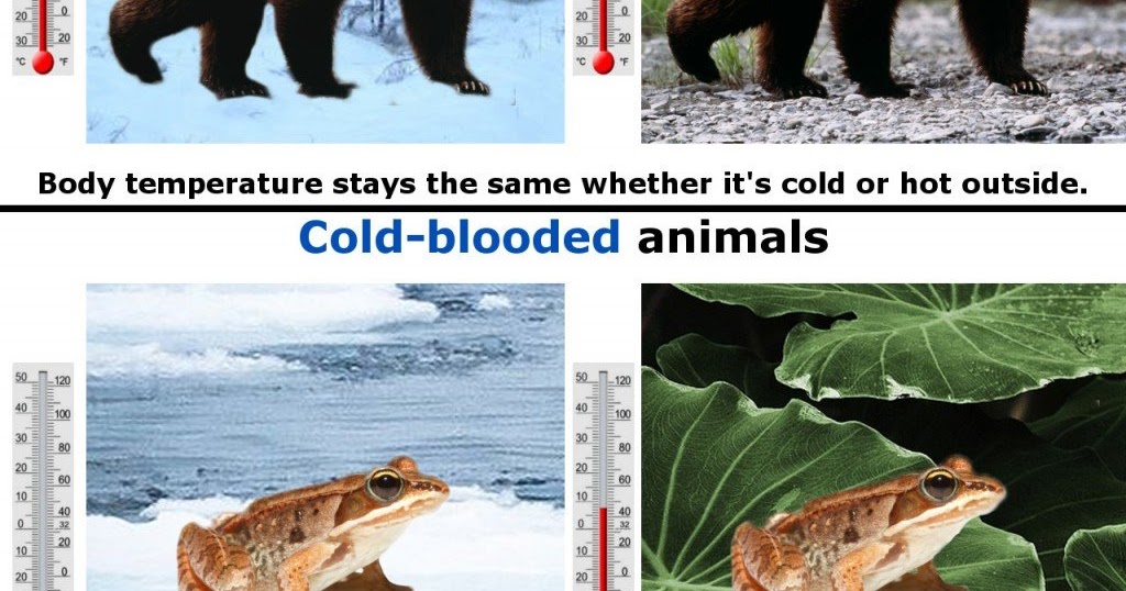 Endodermic and exothermic organisms