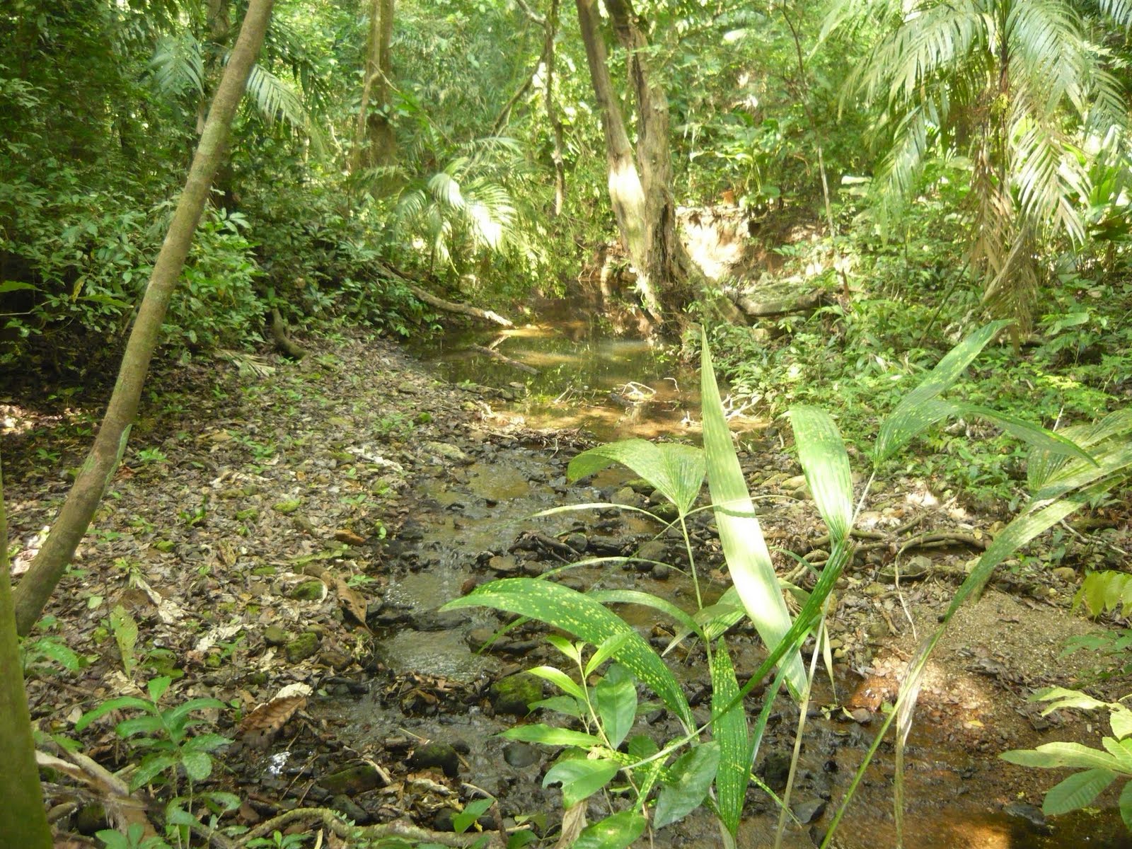 Raisa Banfield: NUESTRA BIODIVERSIDAD ESTÁ EN PELIGRO