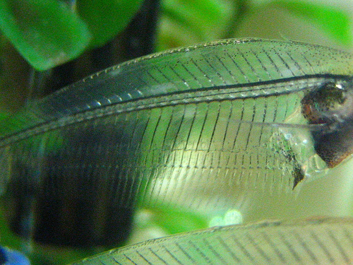 Fishing Zone: Glass Catfish Images,Pics,Wallpapers,Photos