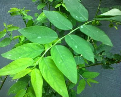 14 Manfaat Daun Katuk untuk Kesehatan yang Harus Anda Ketahui - Manfaat ...