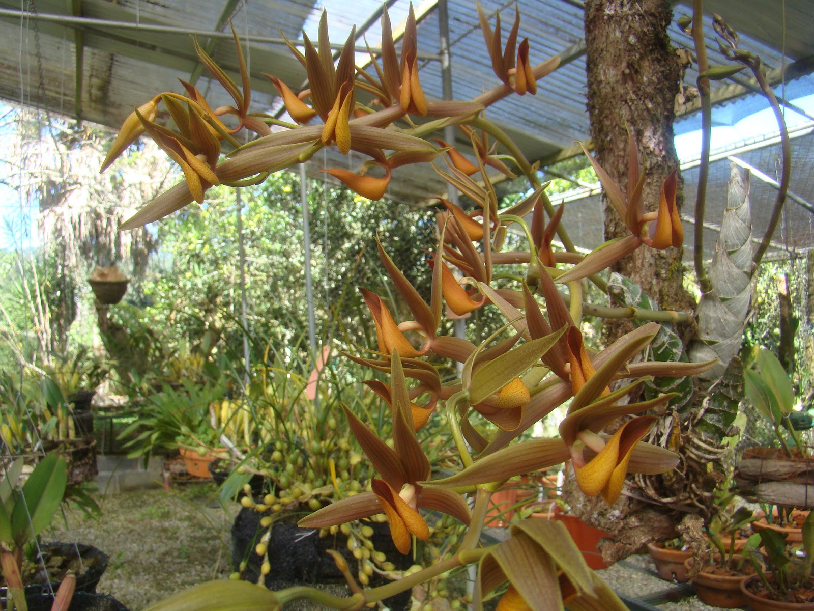 EXPOR ORQUIDEAS.COM: Clowesia - Mormode - Cycnoches