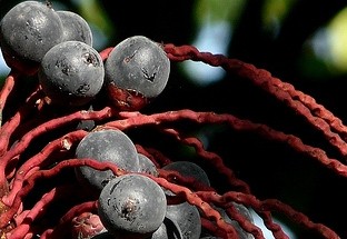 Frutos do Cerrado e Artesanato para Geração de Renda do Povo Xerente ...