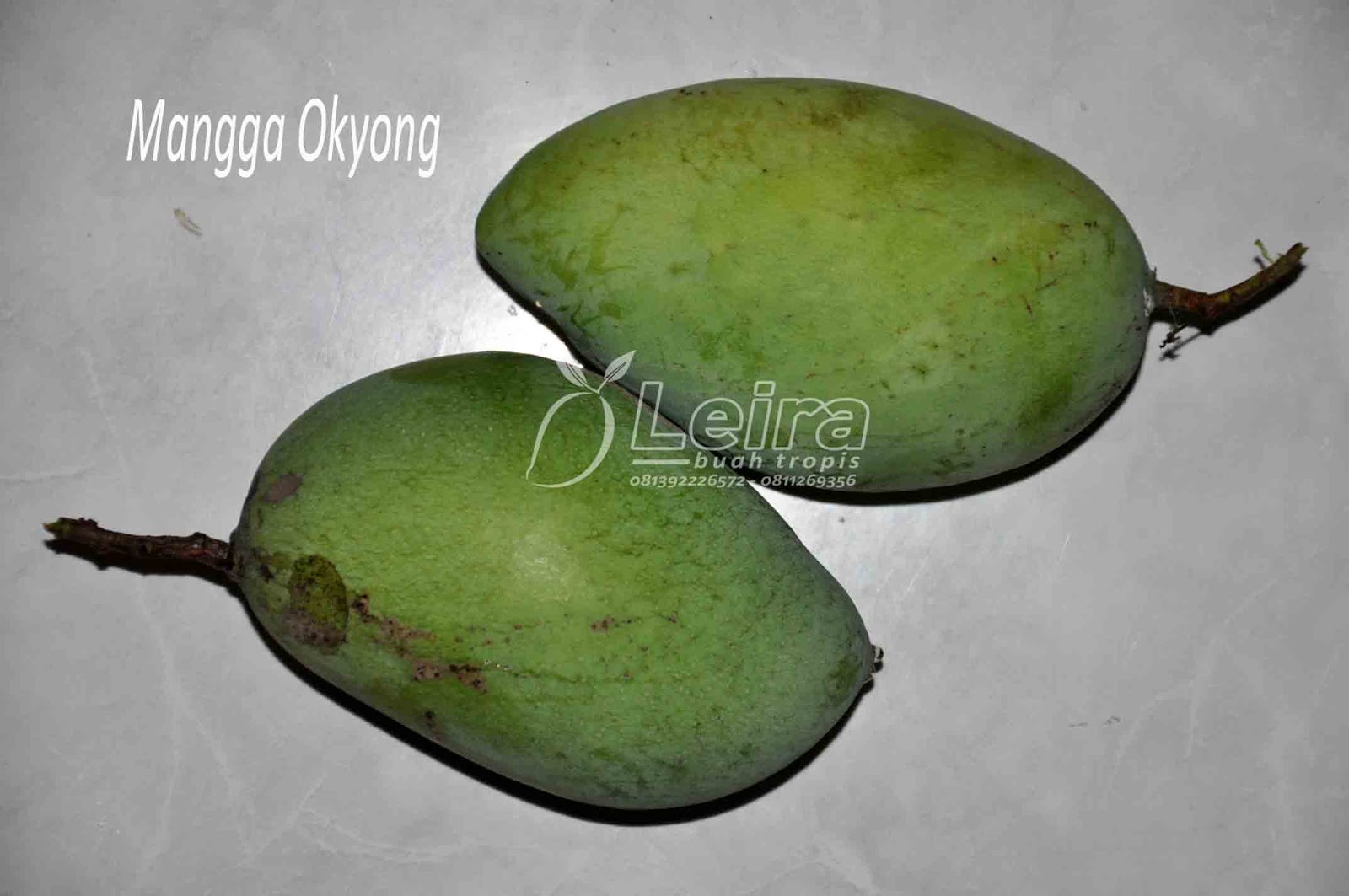 Ragam Varietas Buah Mangga Komersial ~ Leira Buah Tropis