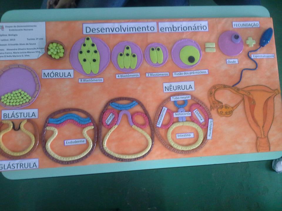 Blog Professor Erisvaldo: Aula Pratica de Embriologia
