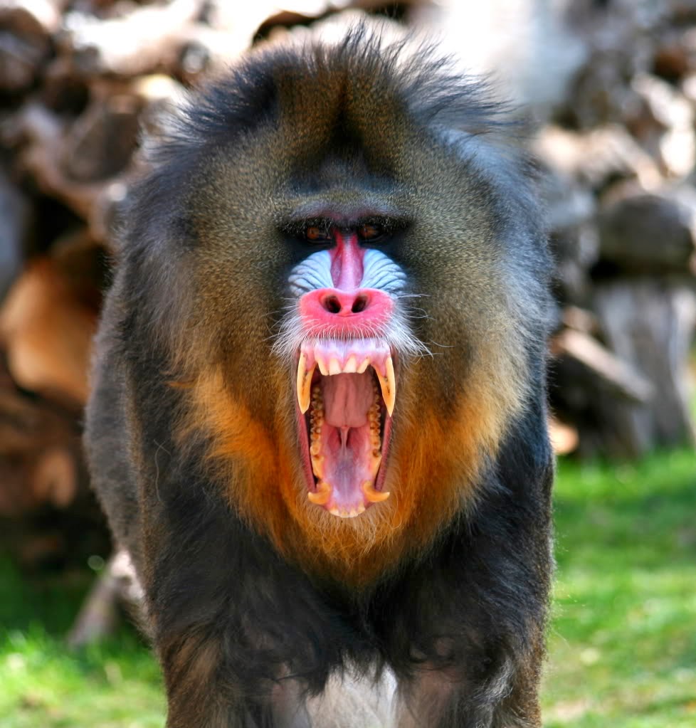 Mandril (Mandrillus sphinx)
