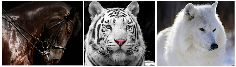 Animales majestuosos: EL LOBO