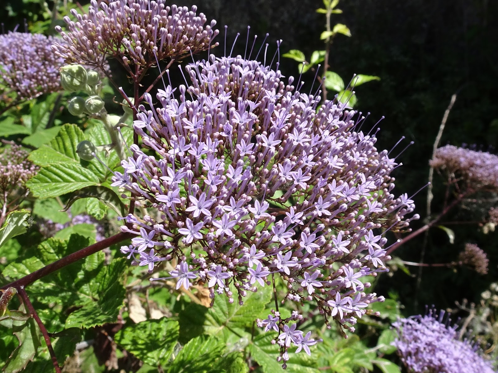 HERBARIO VIRTUAL DE BANYERES DE MARIOLA Y ALICANTE: Trachelium ...