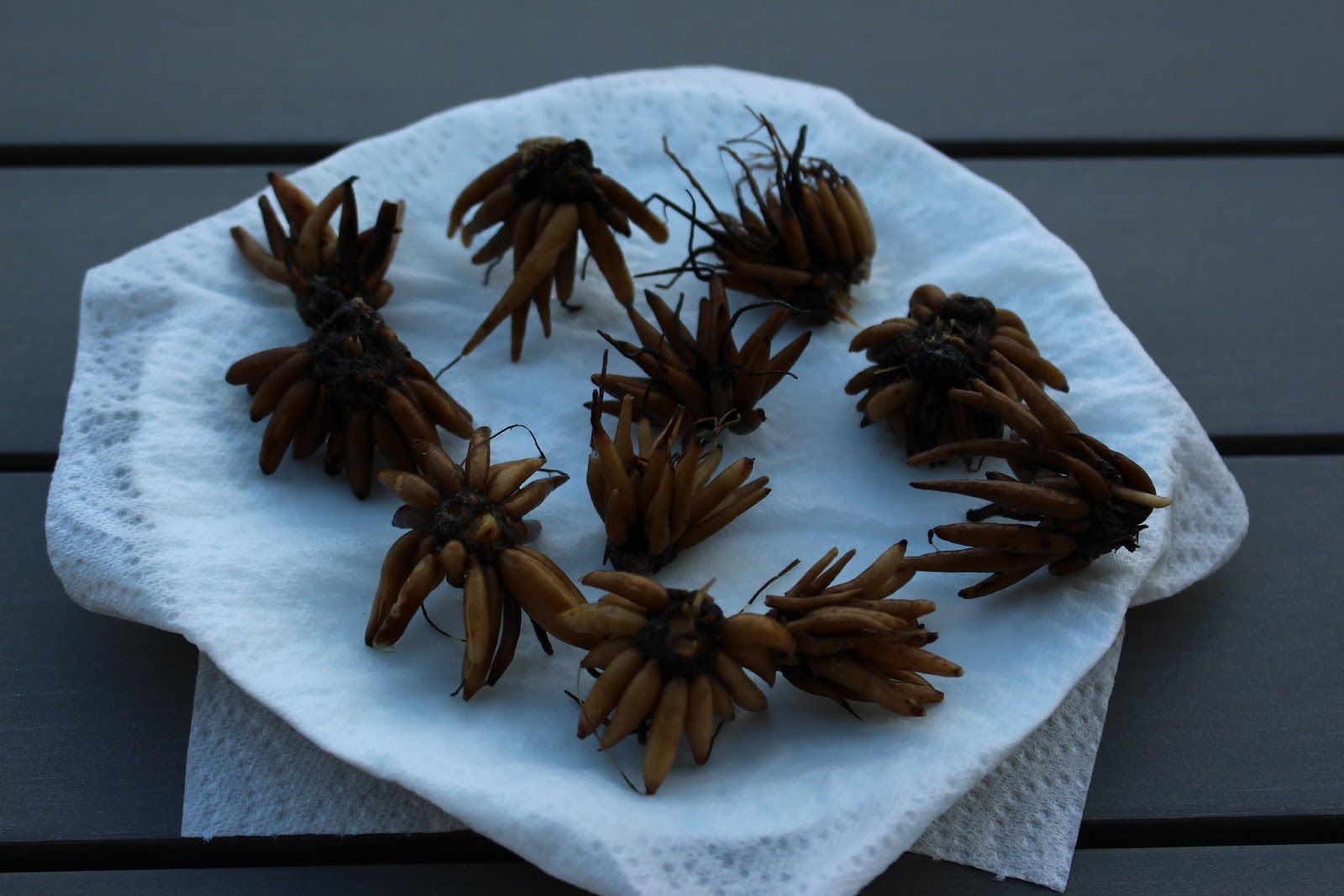 Roses du jardin Chêneland: Renoncule, culture, plantation ...