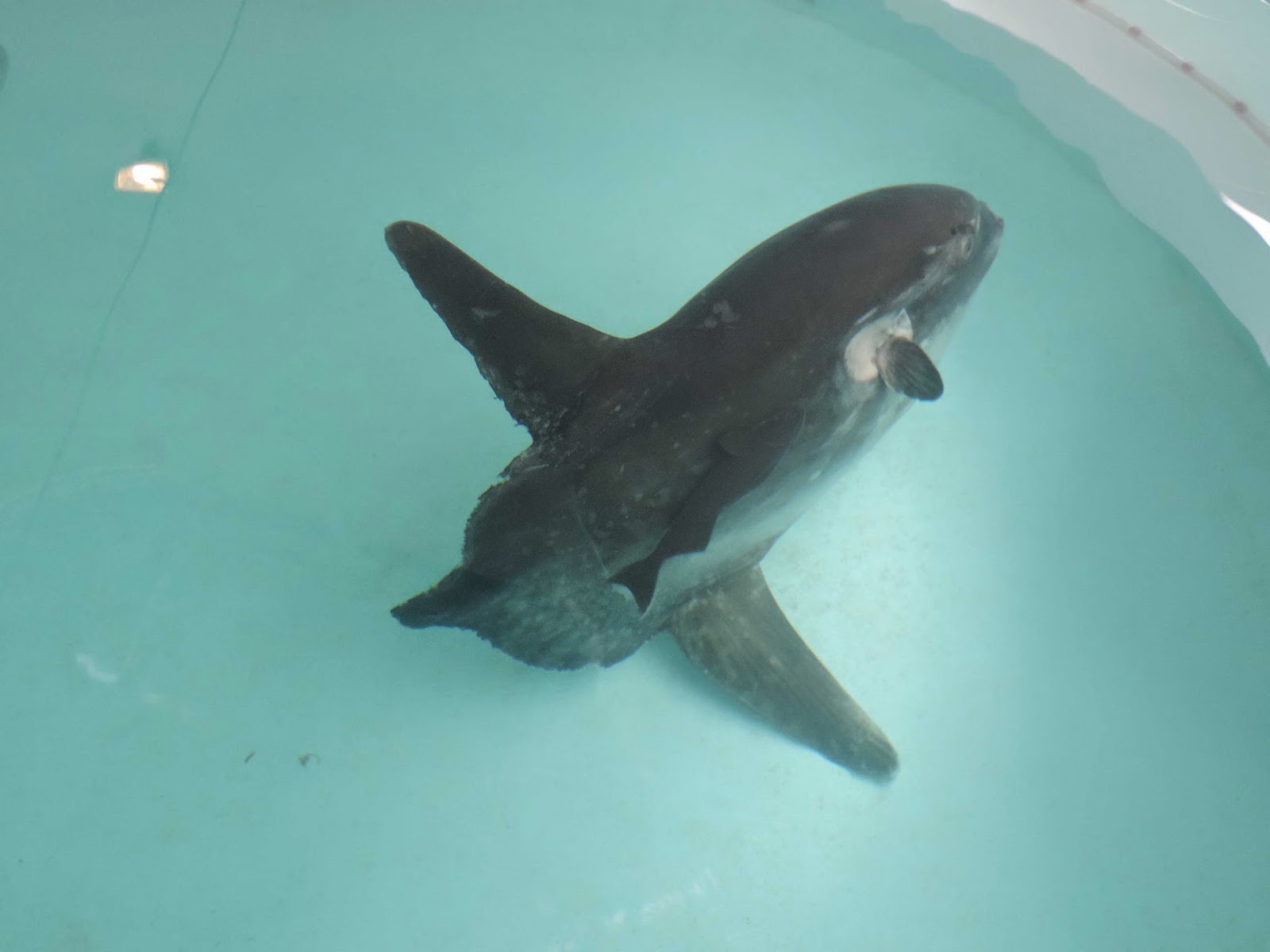 PEIXE-LUA COM 1,80 METROS E DE MAIS DE UMA TONELADA DE PESO RECUPERADO ...