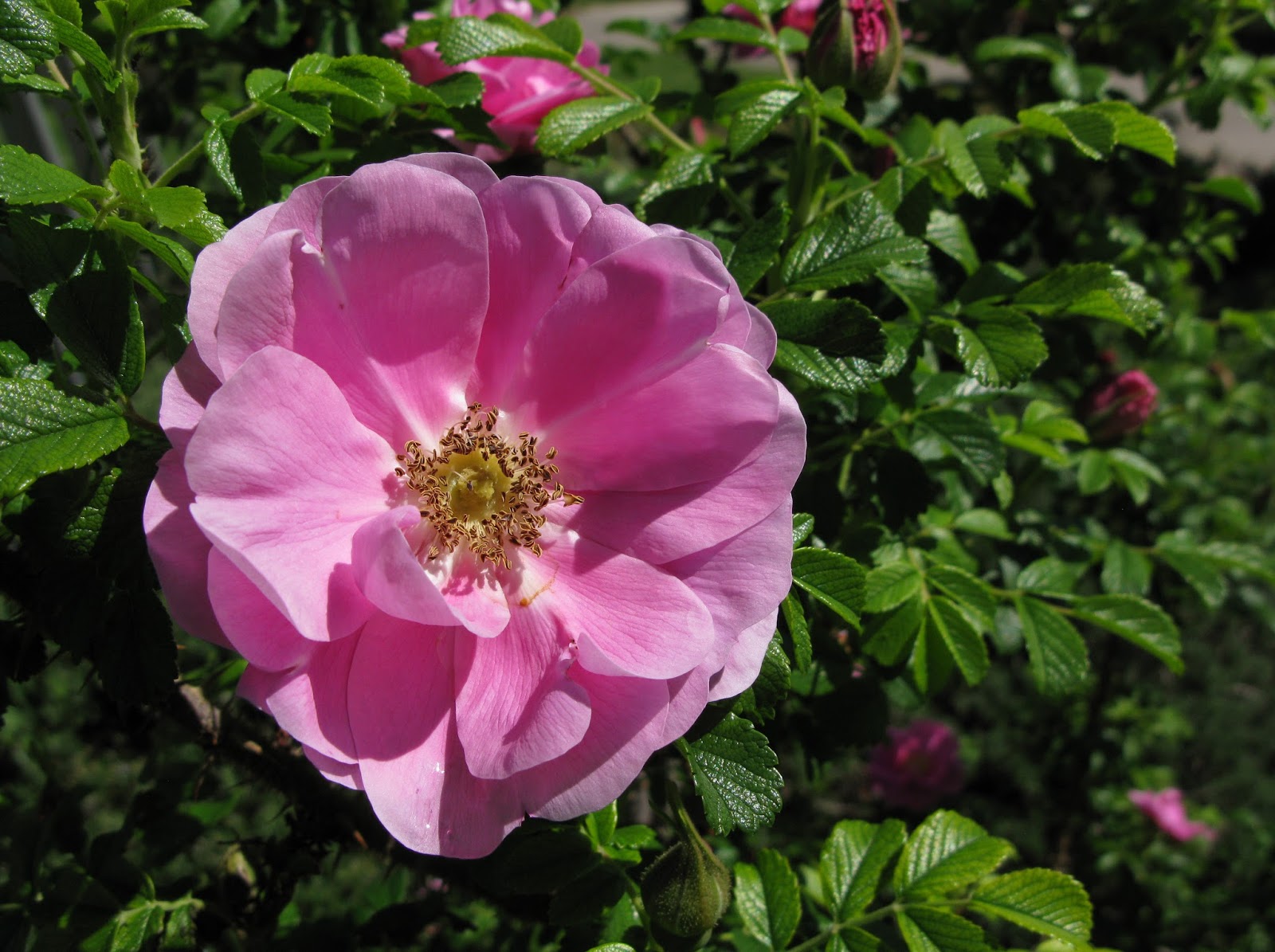 Flores y Palabras: Híbrido de Rosa rugosa