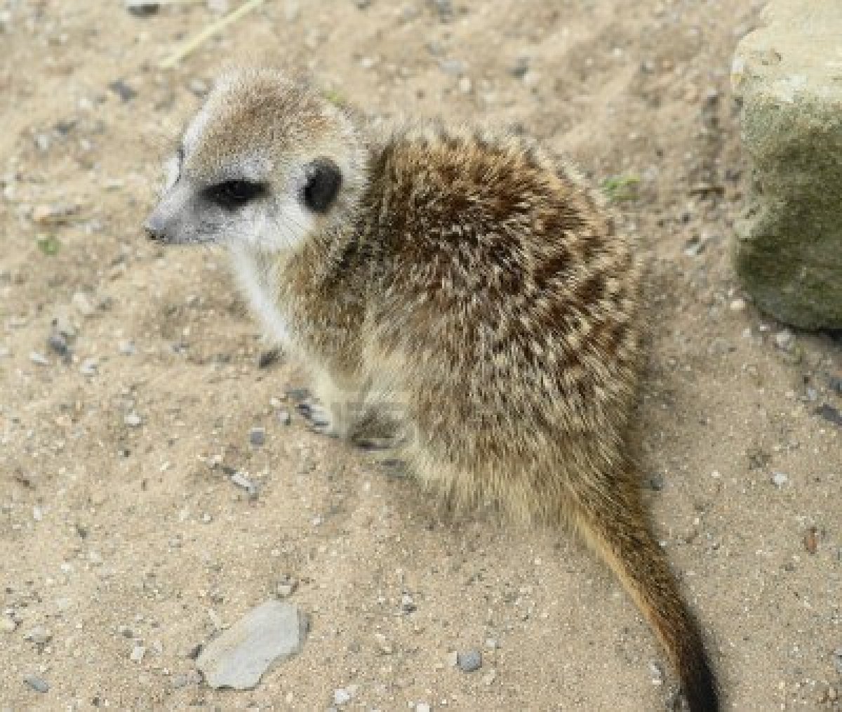 No viviendo en un mundo vivo: Suricata