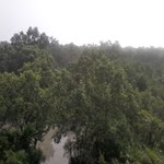 Travel Information in Bangladesh: Karamjol- The introducing of Sundarban