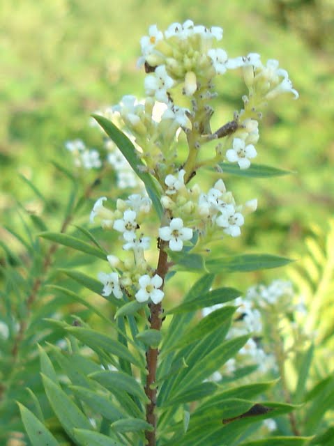 FLORS: Matapoll (Daphne gnidium)