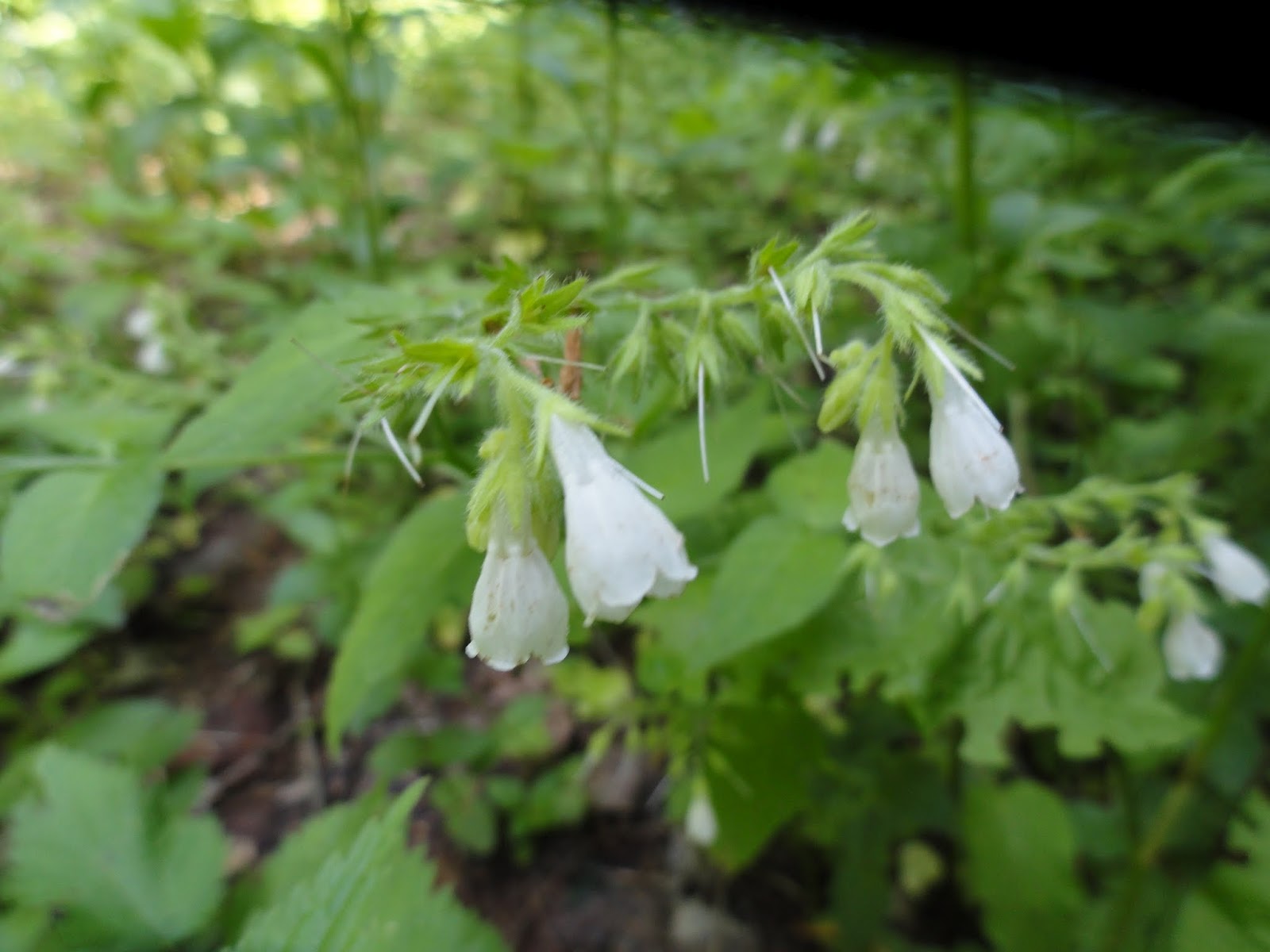 Frumusetile naturii: Tataneasa (Symphytum tauricum)