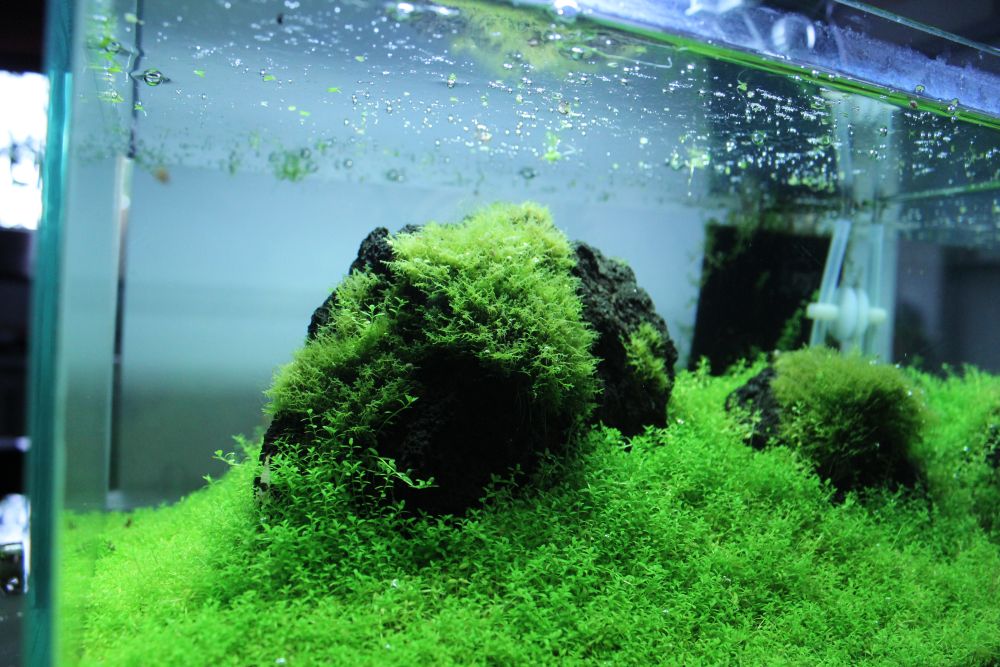 Aktuelle Fotos meines 18 Liter Beckens - New Pics of my 18 Litre Tank ...