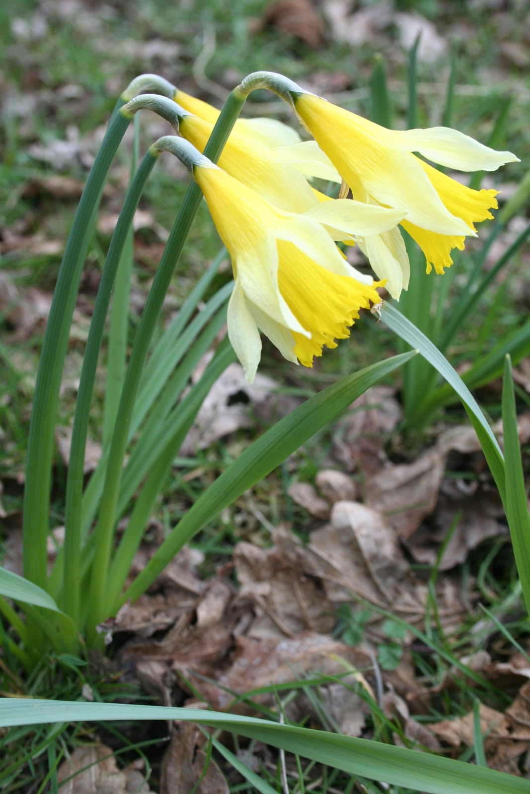 Valley Naturalist: A symbol of Welshness