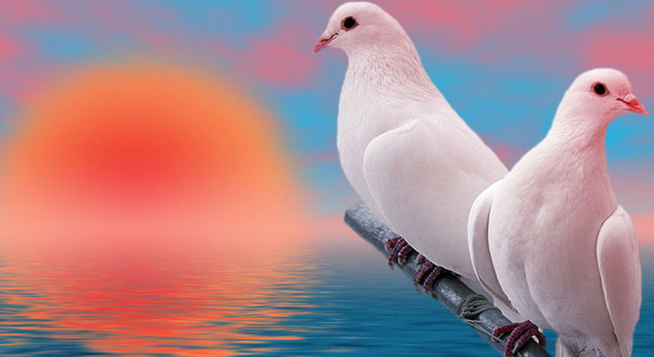 white pigeon, Kabootar Baazi in Pakistan