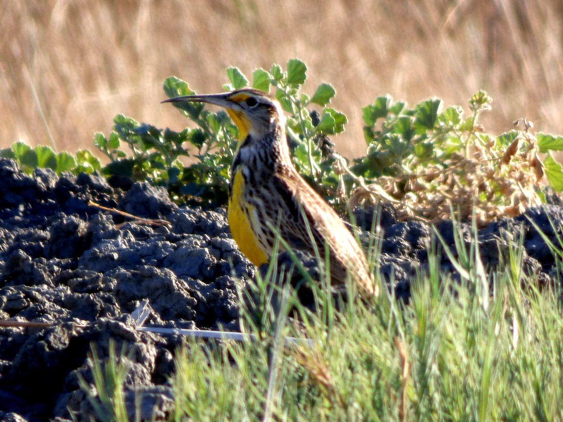 Geotripper's California Birds: Western Meadowlark at the Merced ...