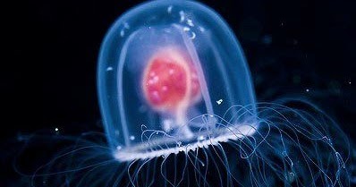 Acelomados, Pseudocelomados y Celomados