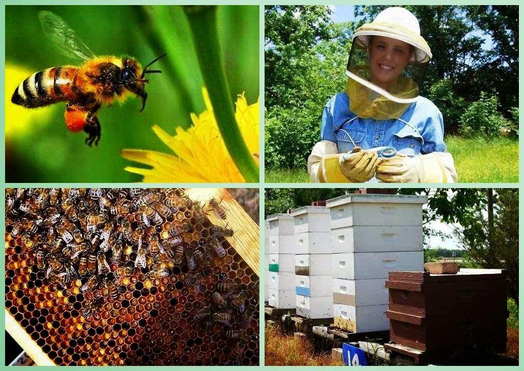 Business Ideas | Small Business Ideas: Honey Bee Farming Income ...