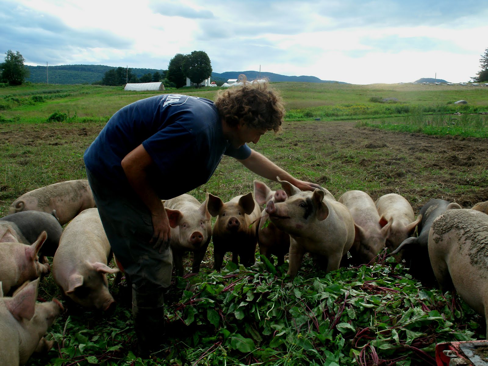 Groundworks Farm | Beet Greens and Happy Pigs